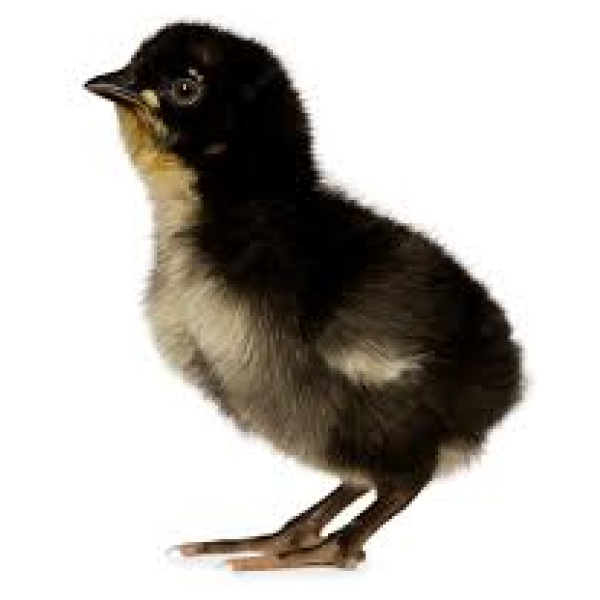 Poussins Africain du Burkina de 21 jours (50/Carton) - OUAGADOUGOU.ONLINE