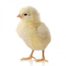 Poussins Africain du Burkina de 21 jours (50/Carton) - OUAGADOUGOU.ONLINE