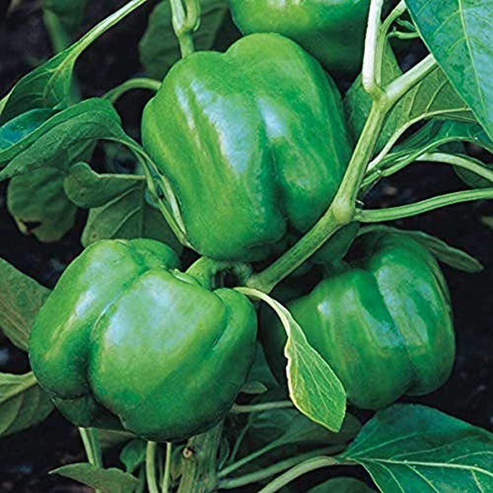 Graines et semences de Poivron de couleur – OUAGADOUGOU.ONLINE