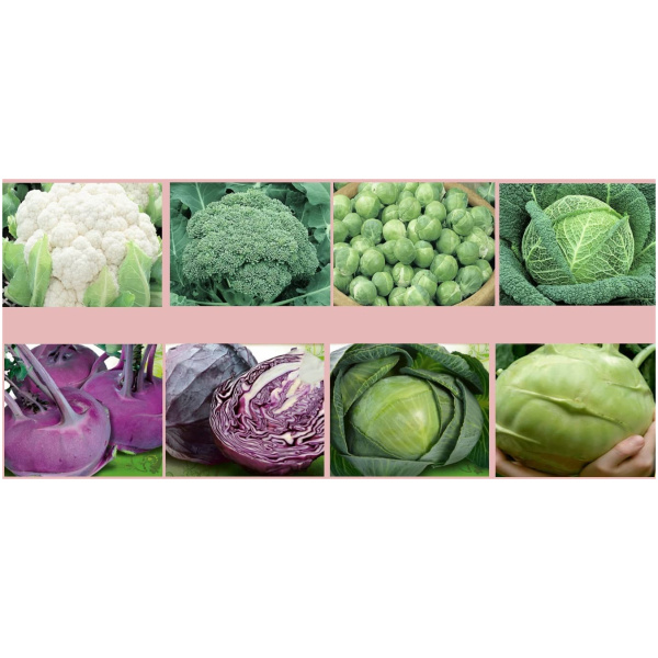 Semances de choux multi-varietees - OUAGADOUGOU.ONLINE