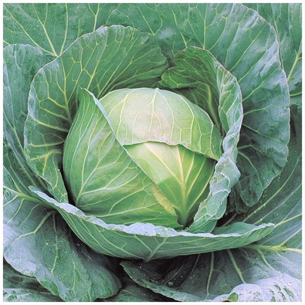 Semances de choux multi-varietees - OUAGADOUGOU.ONLINE