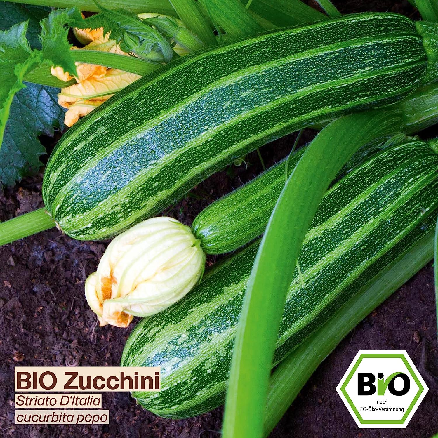 Semence / Graines de Courgette Bio Ancienne Variété Striato D'Italia ...